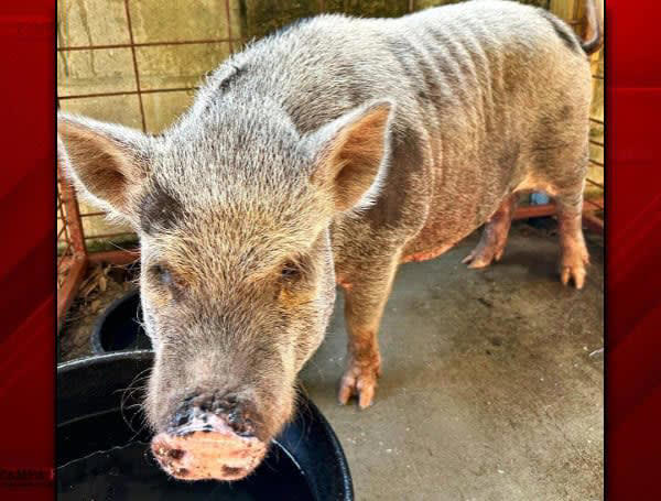 Lost Pig Found Roaming New Port Richey Neighborhood: Pasco Sheriff