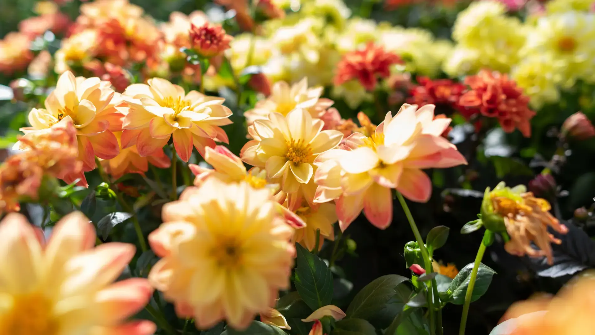 Dalias mexicanas: Guía completa de cultivo, cuidados y curiosidades