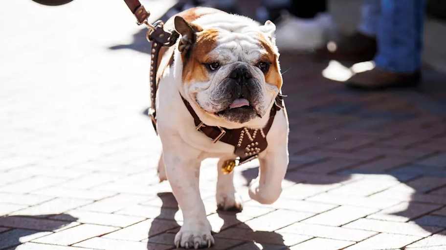 The Daily Bark Episode 1: Recapping the day's Mississippi State news