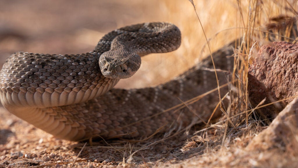 5 Dangerous Animals Hikers Should Watch Out For (and How to Handle an ...