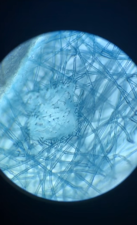 You Won’t Believe What This Looks Like Under a Microscope