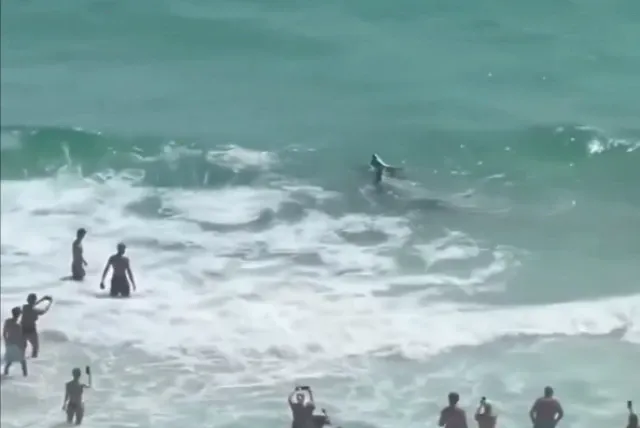 Video muestra a tiburón y mantarraya luchando en una playa de Florida ...