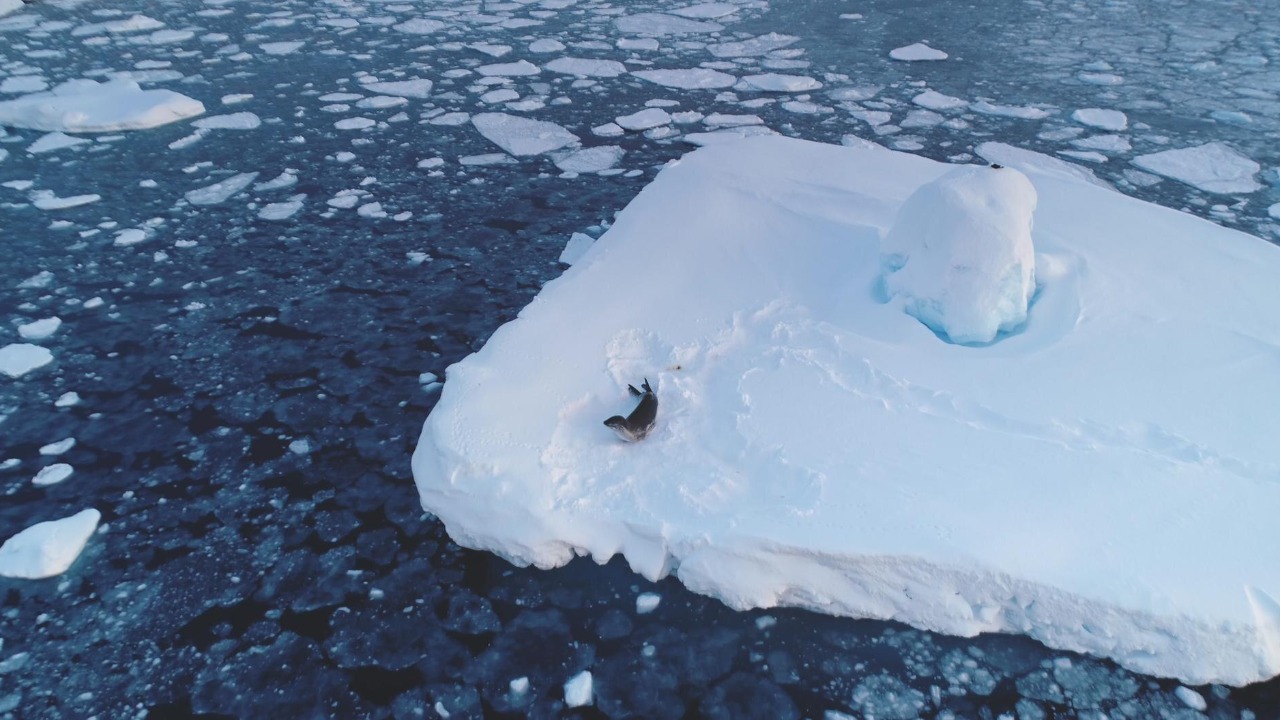 Ocean probe finds life under 3 miles of ice