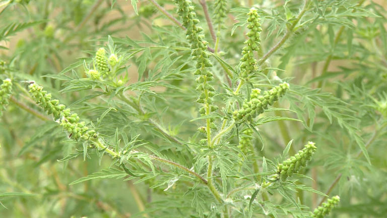 Fall ragweed season is right around the corner