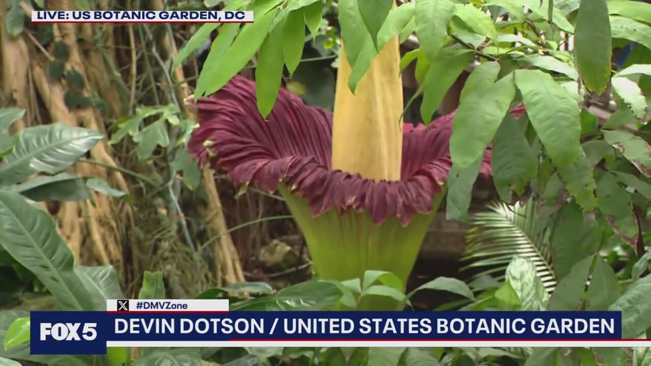 'Corpse Flower' blooms for the first time in years at the US Botanic Garden