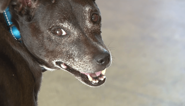 Neighbor performs CPR, saves Ohio family’s choking dog
