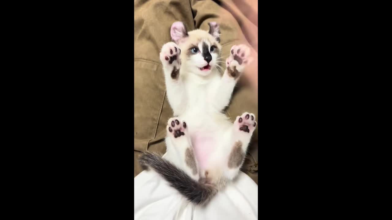 Playful Kinkalow cat enjoys gentle interaction in Shanghai, China