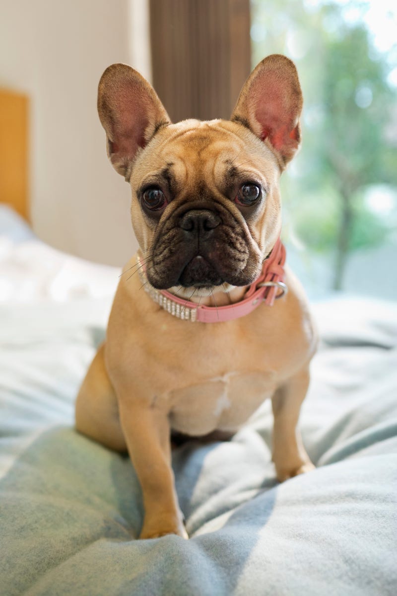 15 surprisingly quiet dog breeds that won't bark at everything