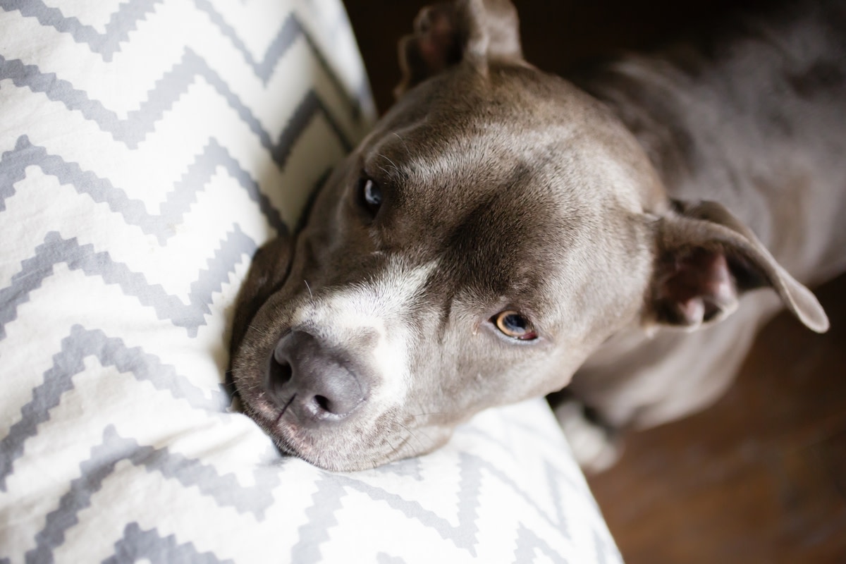 Moment Scared Foster Pit Bull Finally Has Courage to Leave Her Crate Is ...