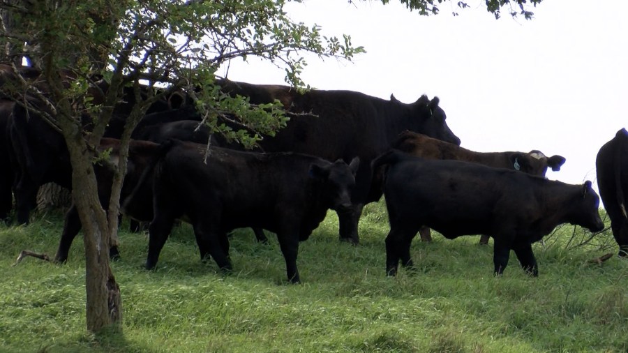 Cattle prices see all time high; Beef prices up 79 cents from previous year