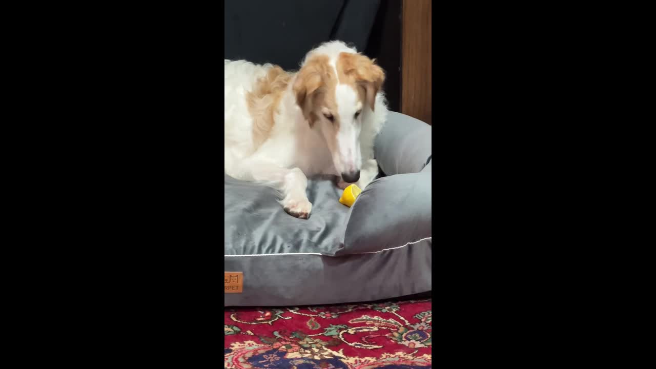 Dog reacts hilariously to lemon in Oregon, US