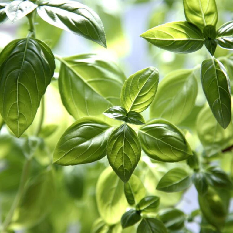 La svolta green del basilico, valido sostituto dei pesticidi