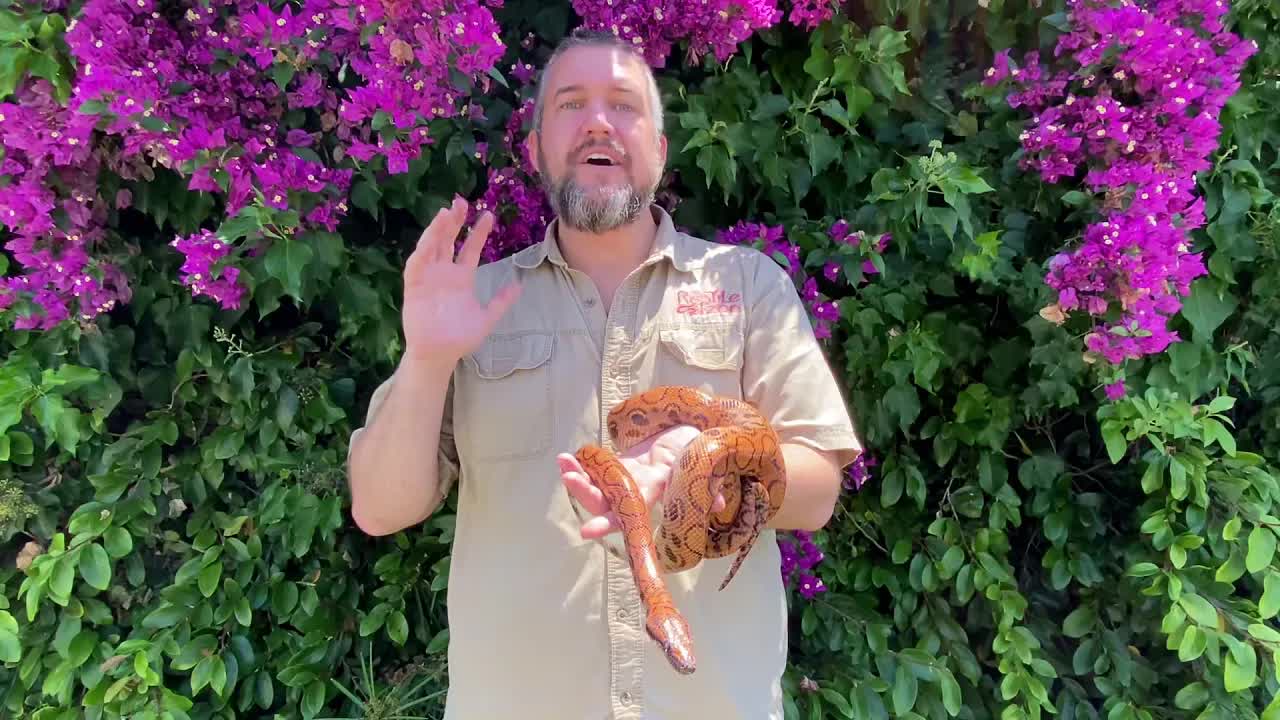 Rainbow boa's iridescent colors in the sun!