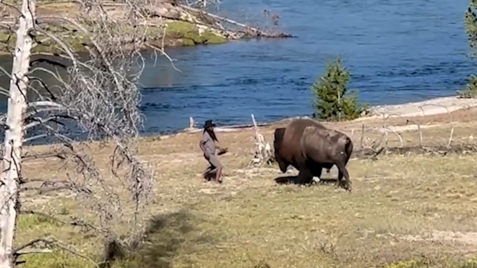 Man tries to provoke bison into giving reaction at Yellowstone National ...