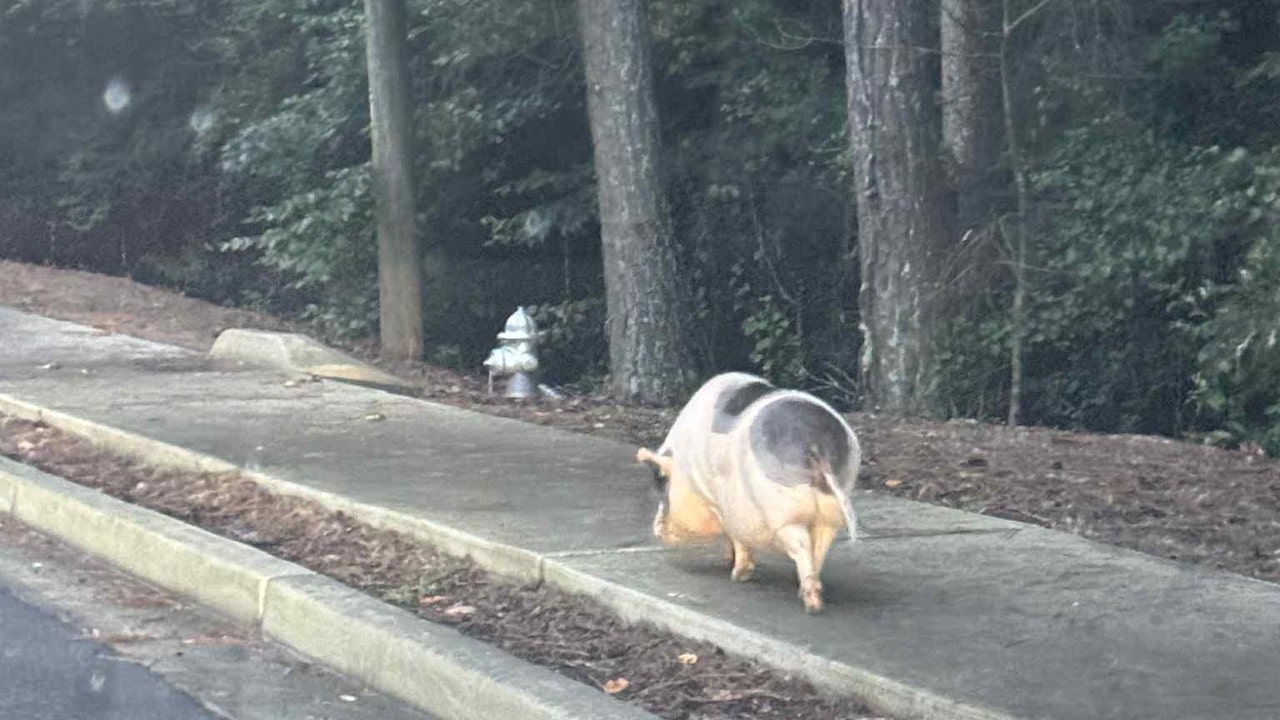 Pot-bellied pig takes a stroll in Dunwoody: Police escort 'Ham-bassador ...