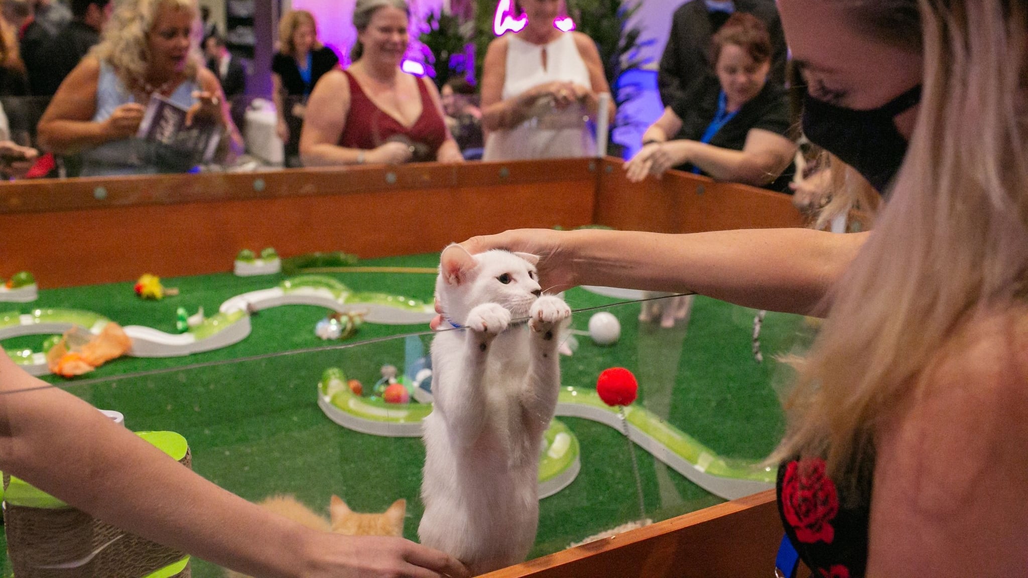 Pet Alliance to host 33rd Furball Gala at Four Seasons Orlando