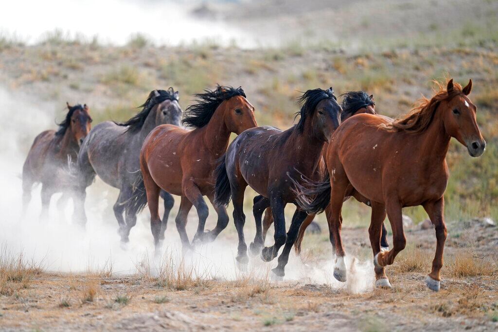 BLM to start emergency wild horse and burro gather near Beatty