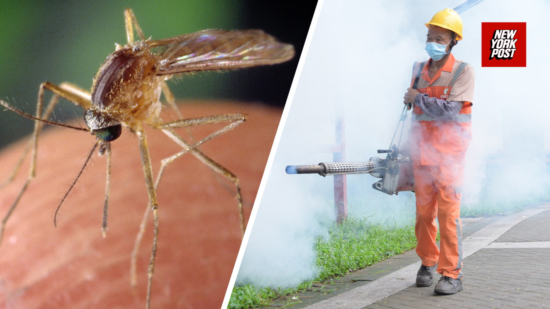Pandemic fears sparked in China over chikungunya virus: What you need ...