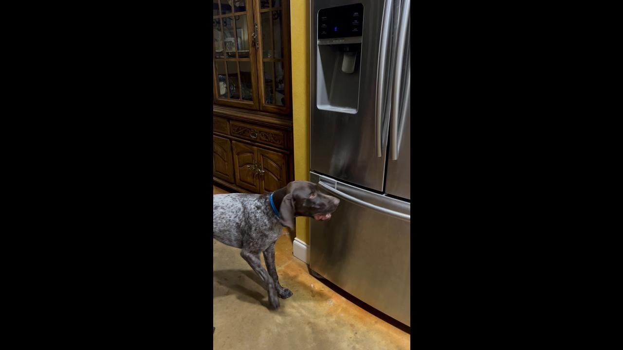 Dog Gets His Own Ice From the Fridge