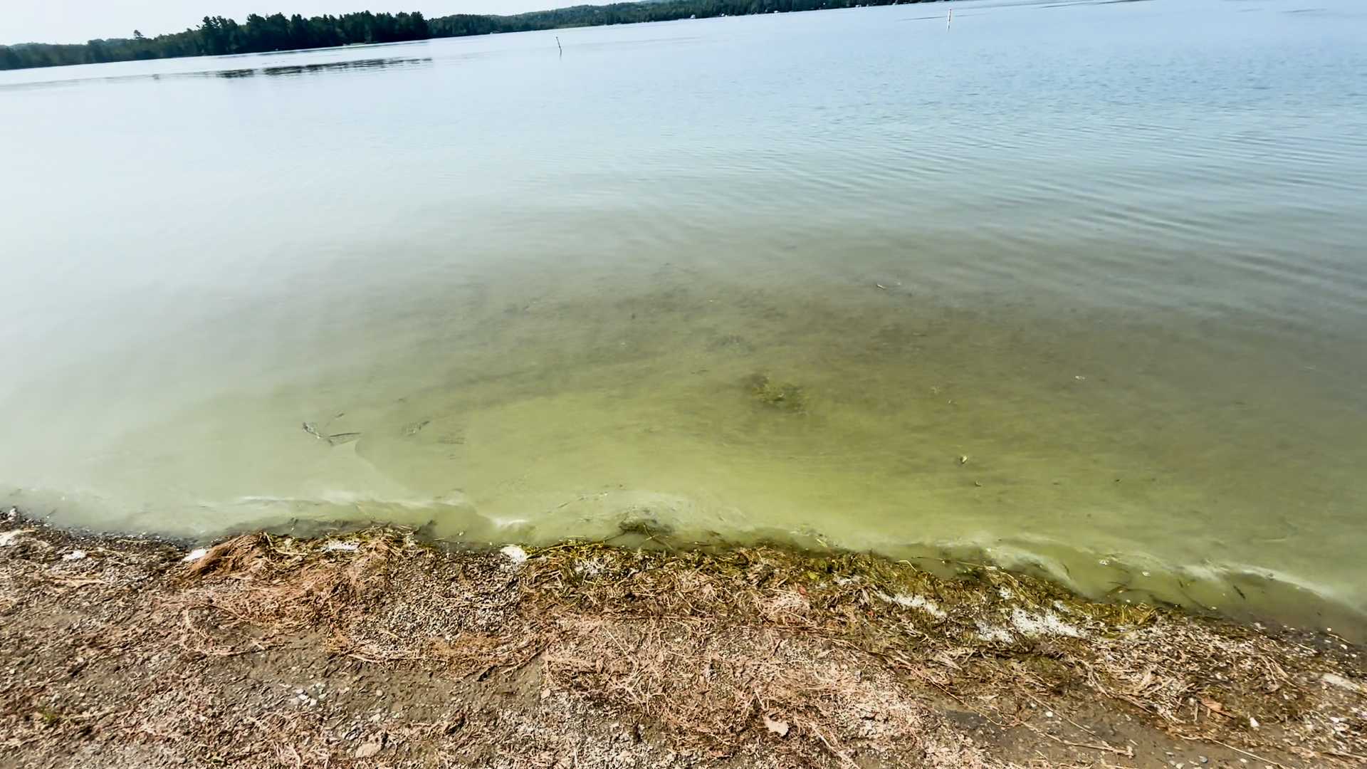 New project will help cyanobacteria blooms on Lake Carmi