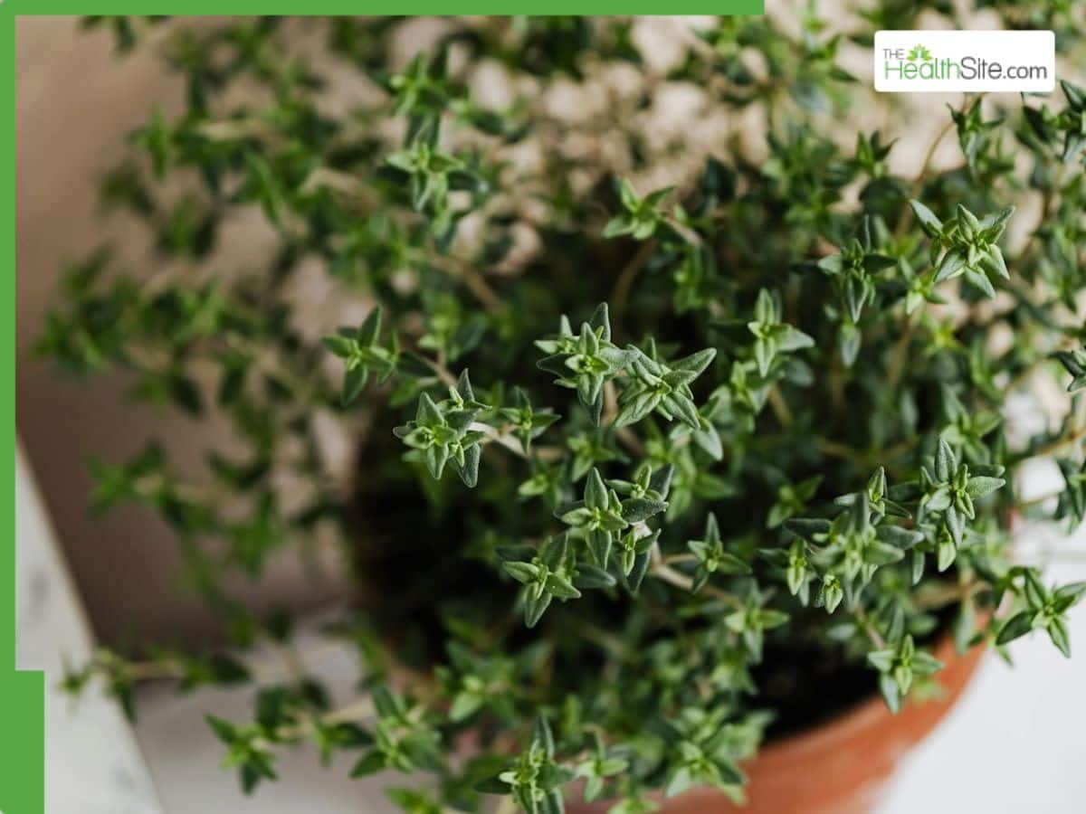 5 Herbs To Grow In Your Garden For Mental Health And Wellbeing