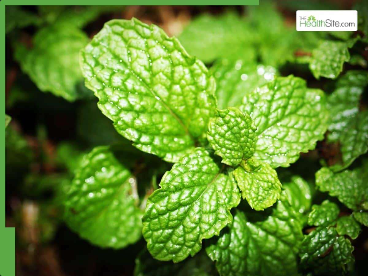 5 Herbs To Grow In Your Garden For Mental Health And Wellbeing