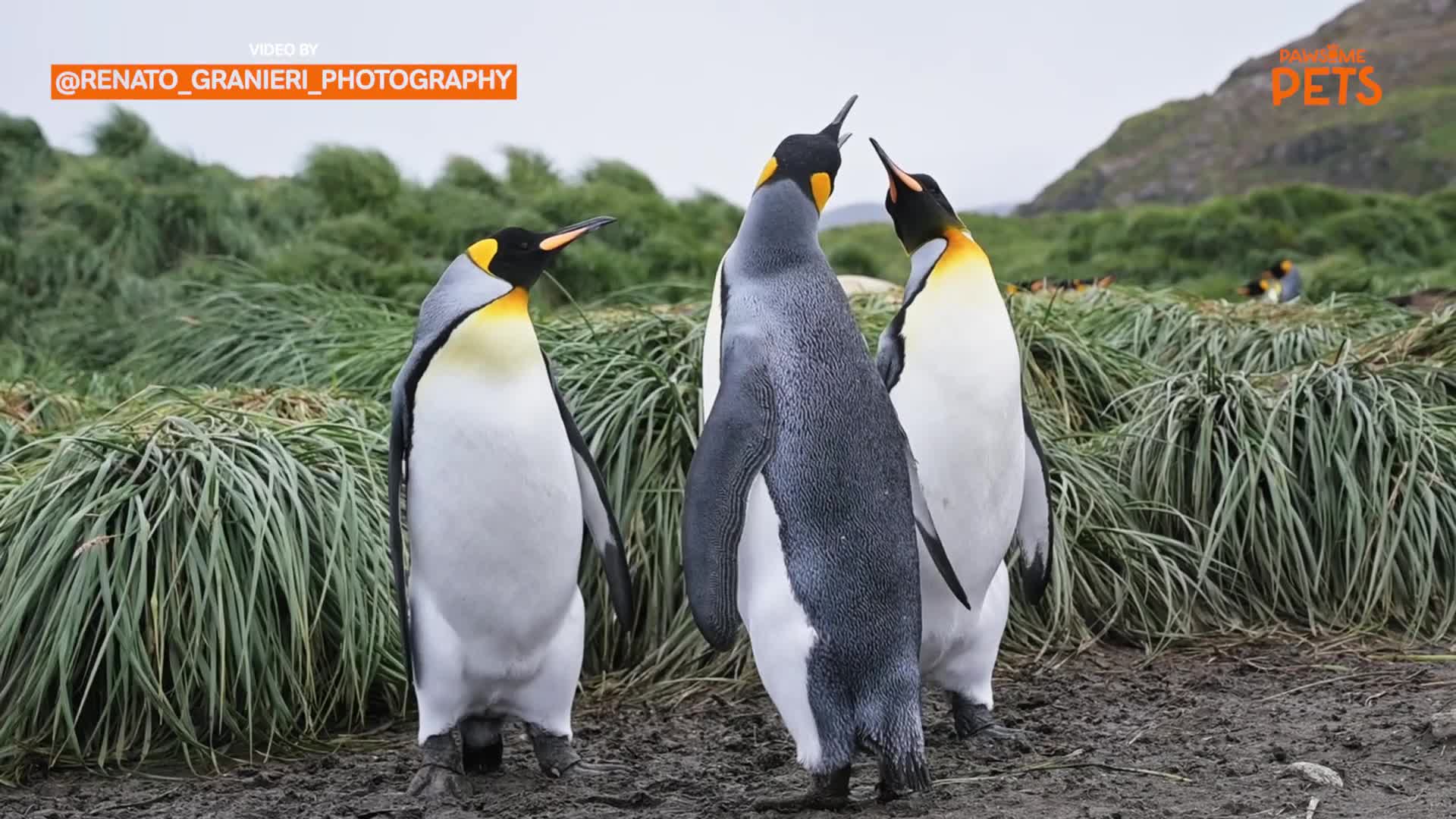 King Penguins Fight In Hilarious Slapping Match
