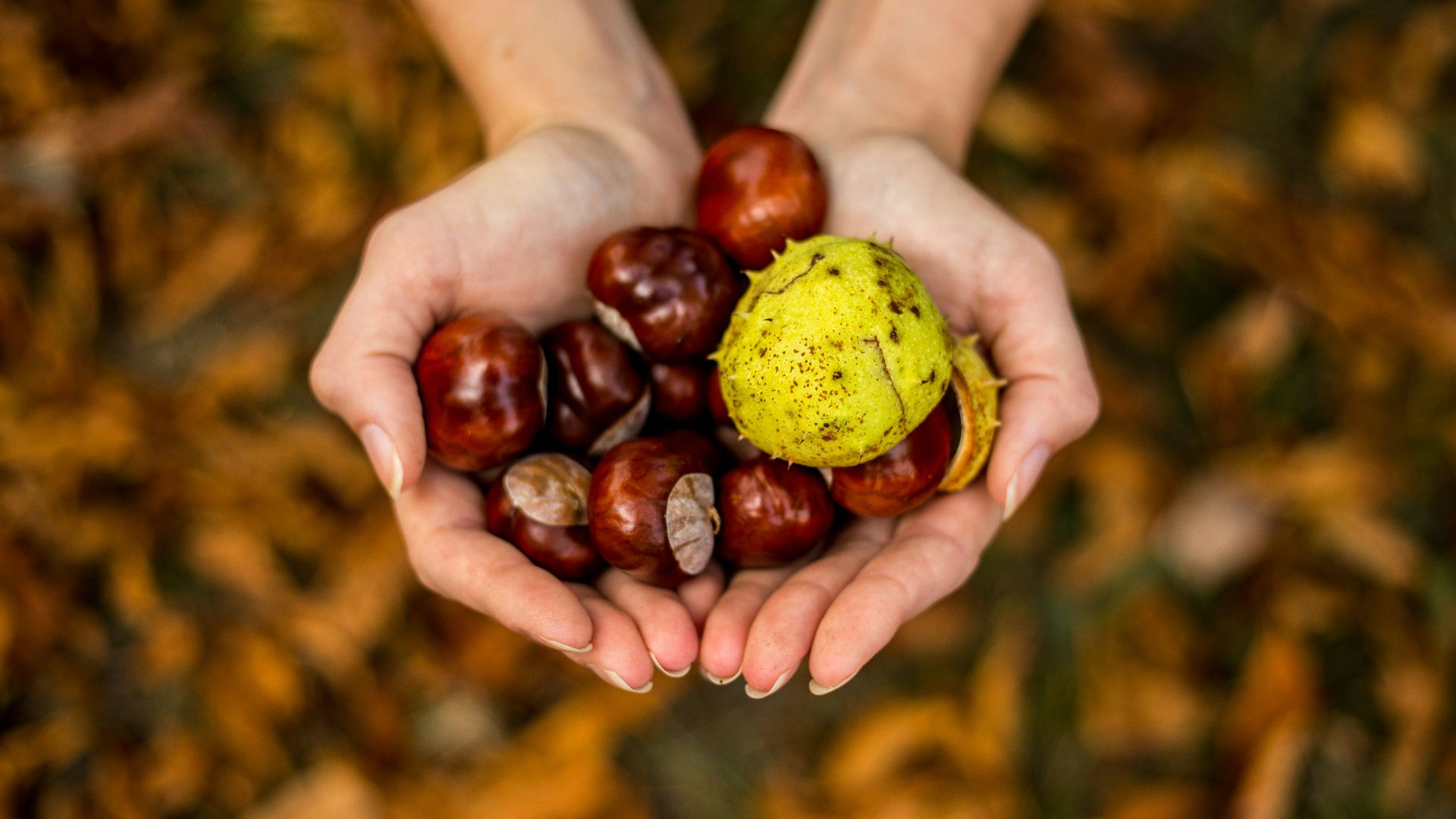 20 Healthy Nuts & Seeds That Are Good For You