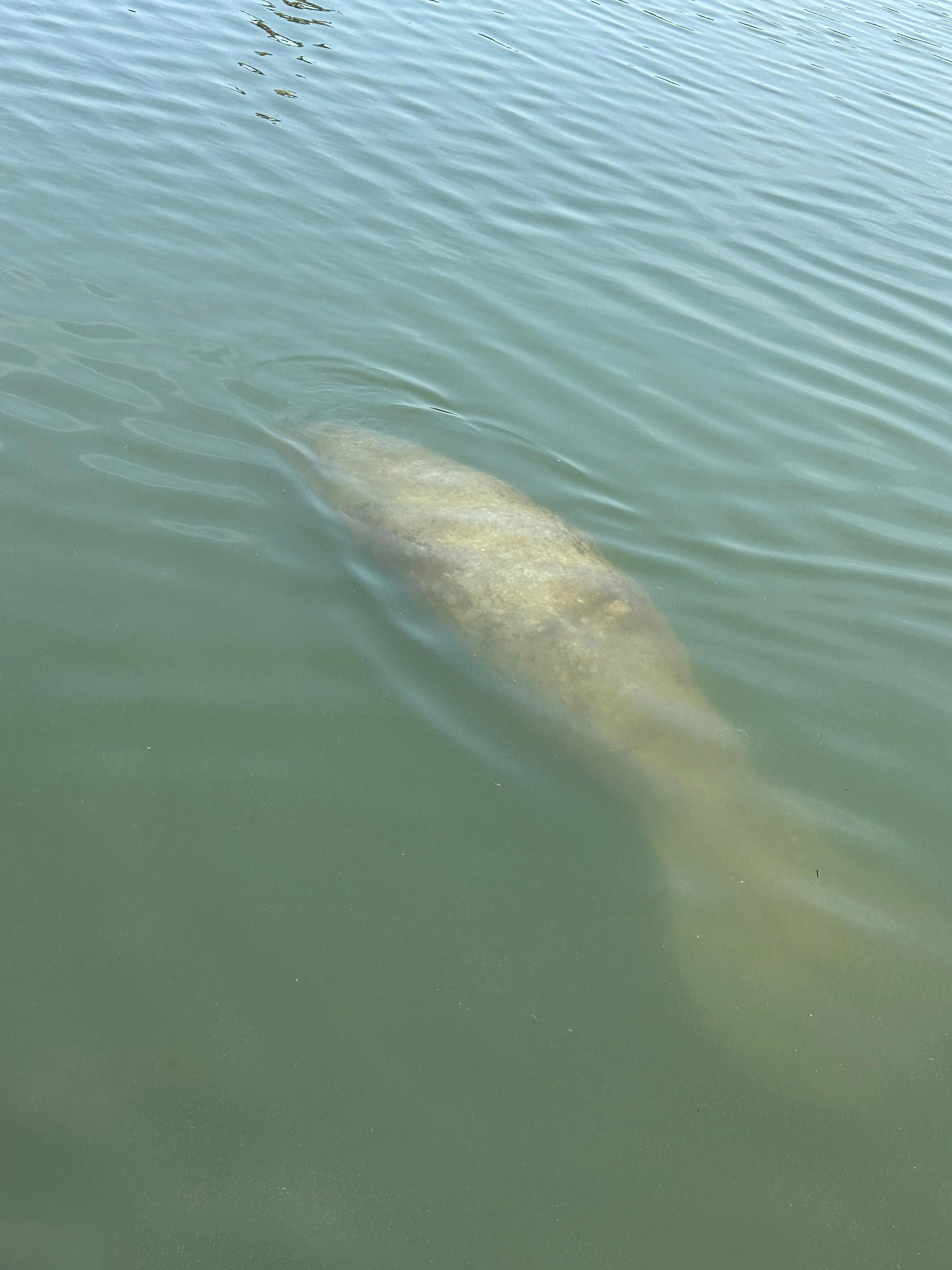 'Shocked' Manatee spotted swimming off Cape Cod for first time since 2016