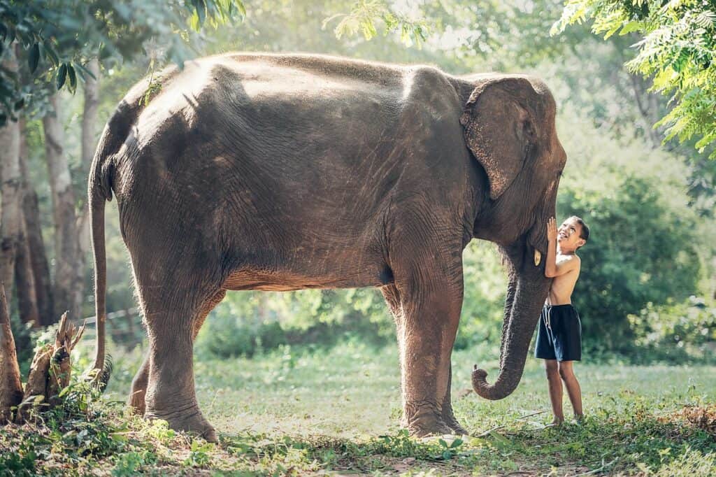 Elephants Use Dozens of Gestures to Ask for Apples and Scientists Say ...