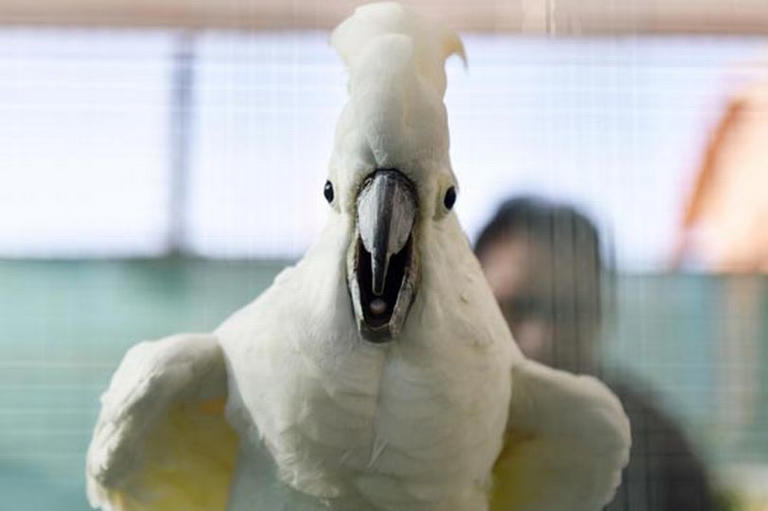 Dancing cockatoos are 'John Travoltas of the bird world', scientists ...