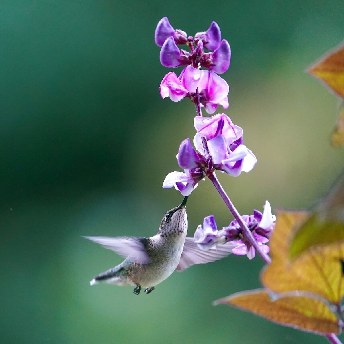 20 Flowers With Seeds and Seedpods for Easy Harvesting