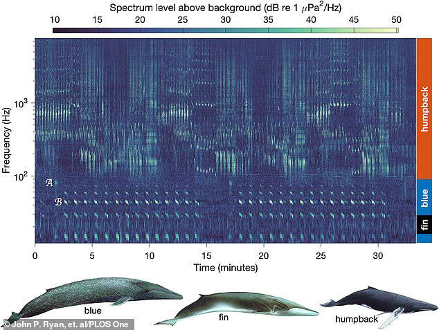 Ominous warning for humanity as blue whales go mysteriously silent