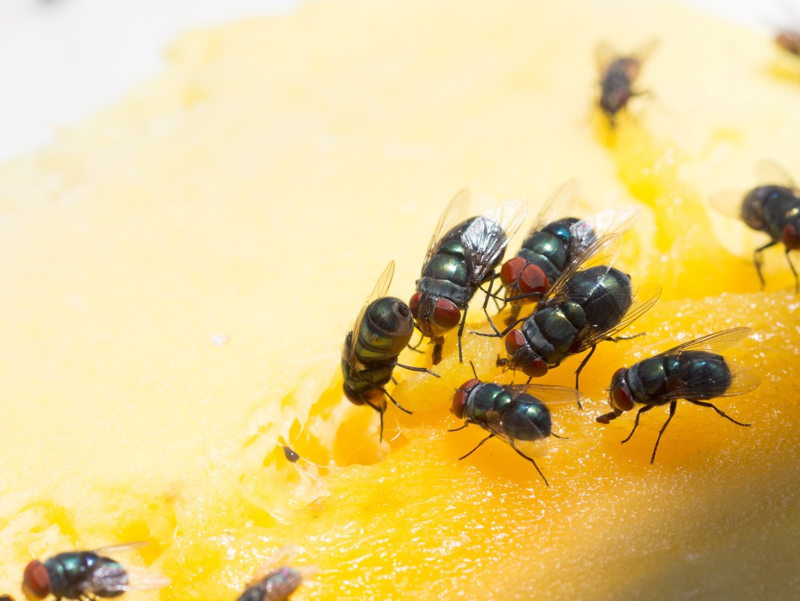 Fruit Flies: How to Get Rid of These Pesky Insects