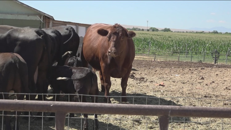 'It's important': Idaho Cattle Foundation offers grants for livestock ...