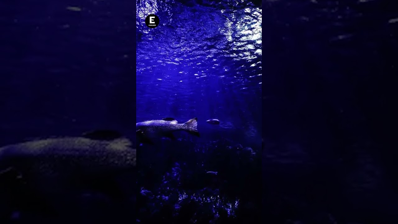 Así es el pez telescopio que vive en las profundidades del mar: ¿existe ...