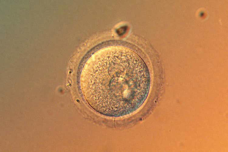 Human eggs don't accumulate as many mutations with age as we thought