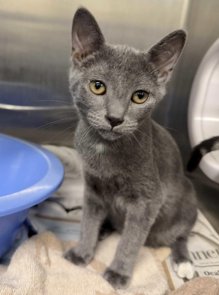 Clear the Shelters: Adoptable pets at Marion County Animal Services