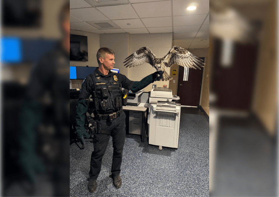 Westerly officers save injured osprey