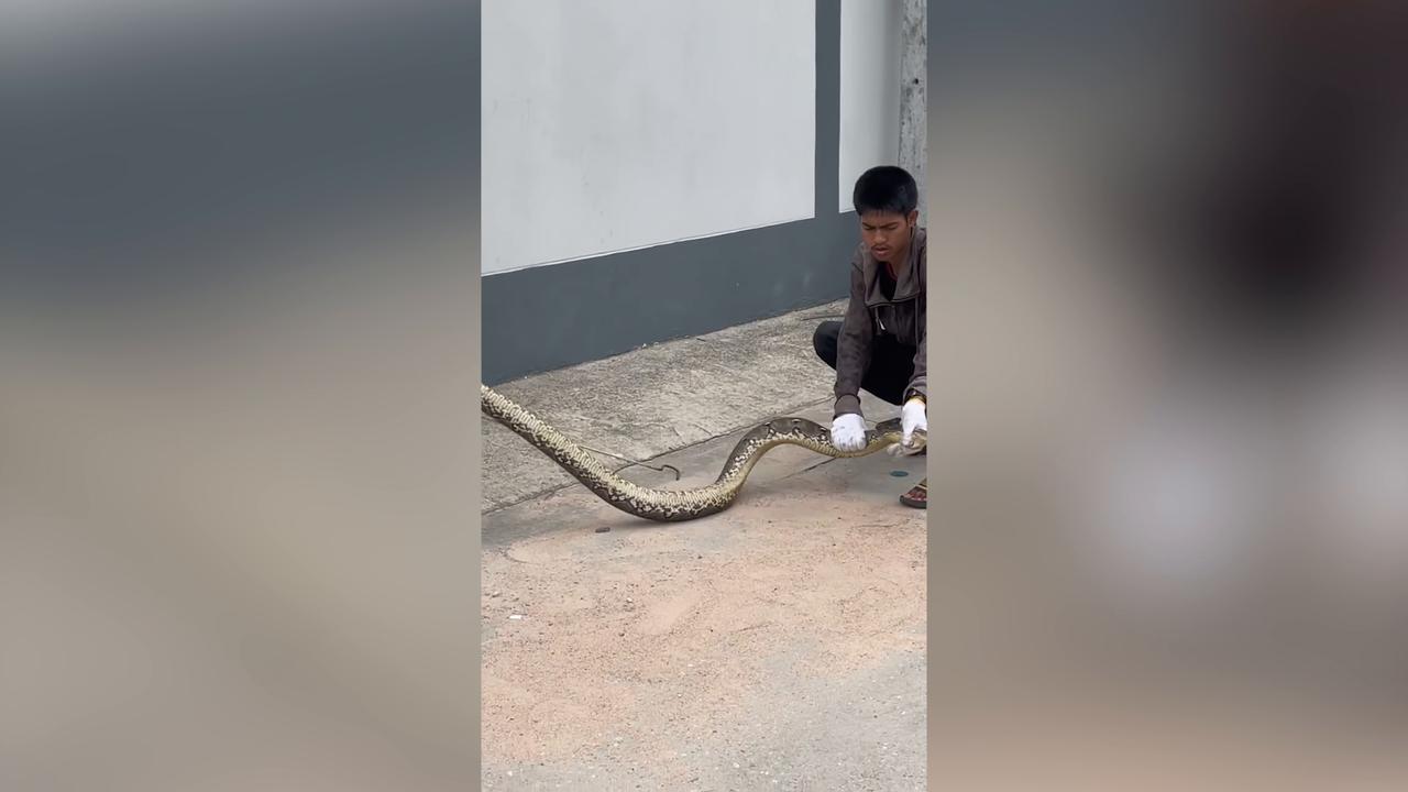 Snake wranglers yank massive 10-foot python from car