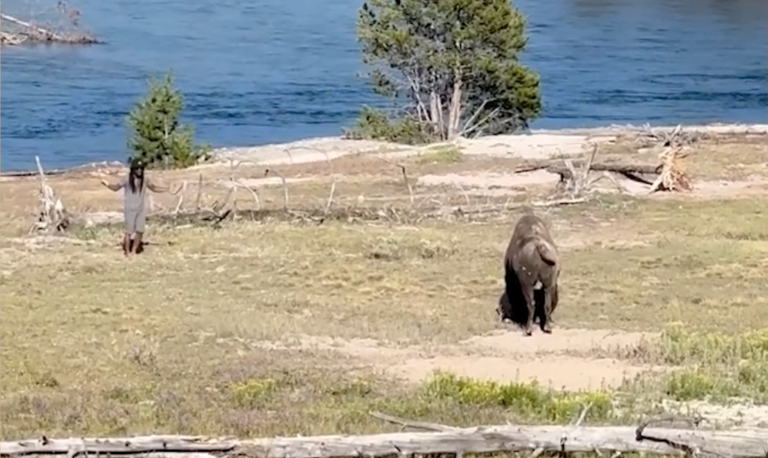 Watch: Man taunts, moves dangerously close to bison in Yellowstone ...