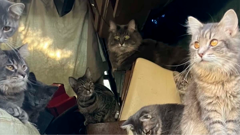 Dozens of cats rescued from Pierce County camper trailer
