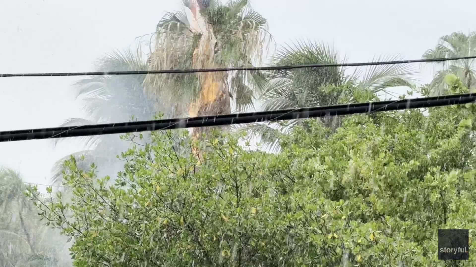 Palm Tree Catches Fire After Being Struck by Lightning