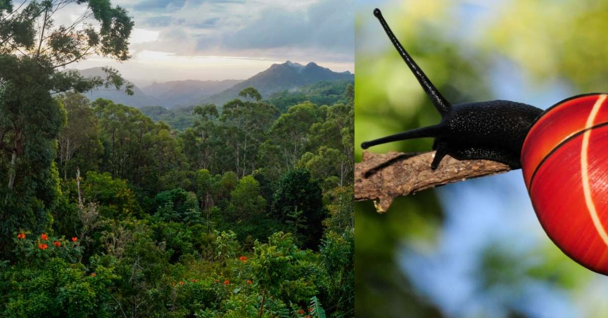 The race is on to save the 'world's most beautiful snails' from ...