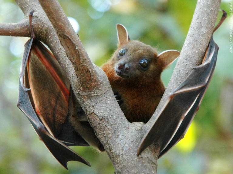 Bat in southern Idaho tested positive for rabies