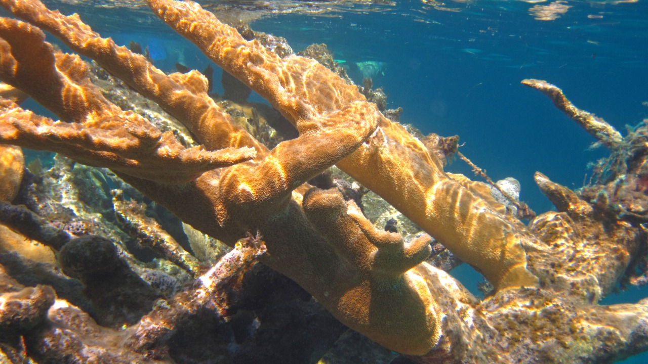 Ocean probe finds life under 3 miles of ice