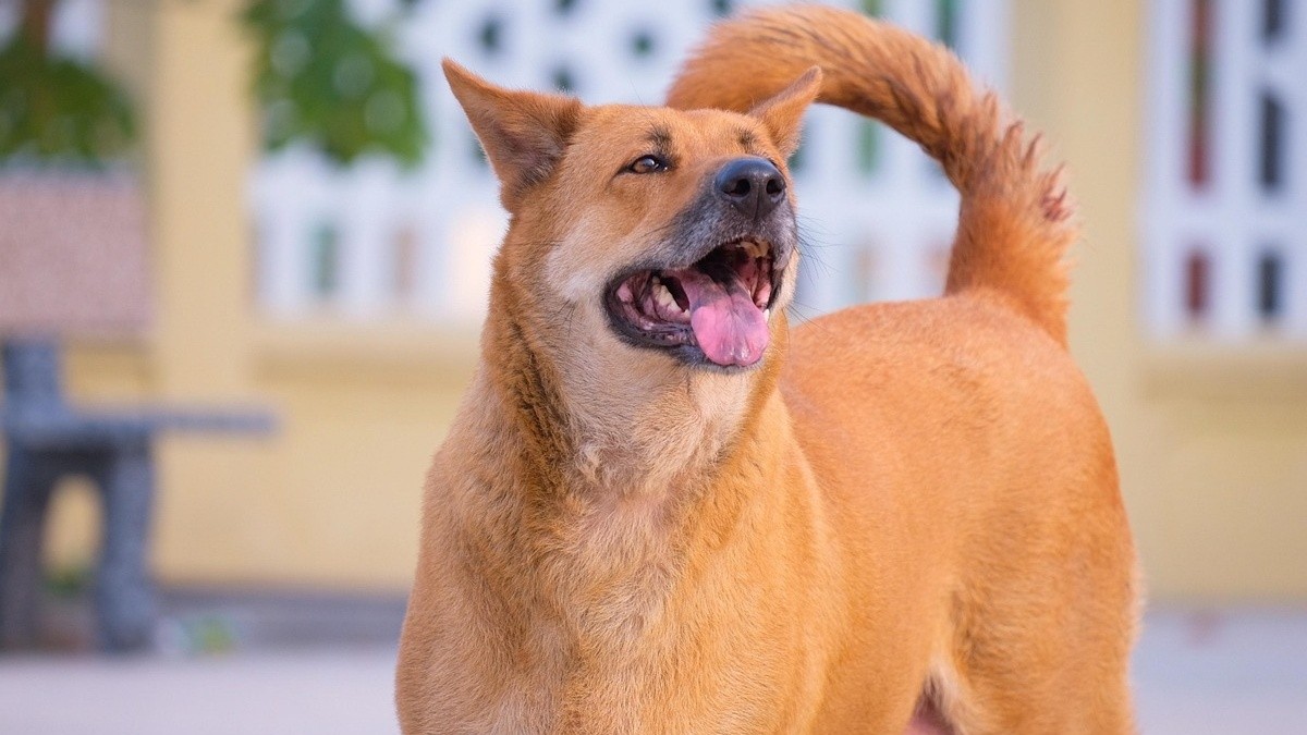 10 Fun Dog Names Inspired by Shrek Characters