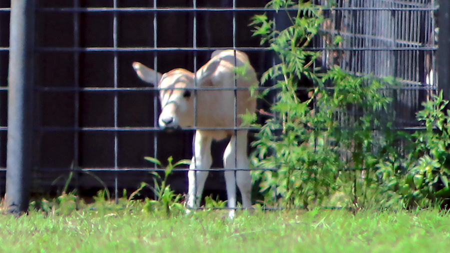 Critically endangered addax calf born at Salina zoo