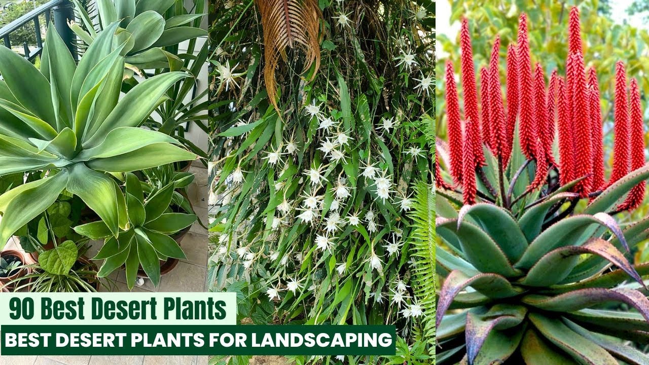 90 Stunning Desert Plants That Thrive in the Heat