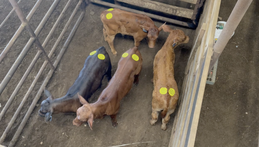 Texas cattle industry getting record calf prices amid supply challenges